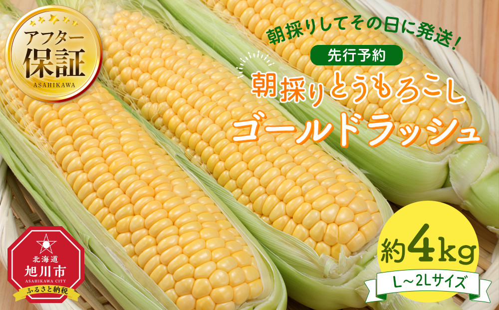 【26年先行予約】朝採り とうもろこし ゴールドラッシュ 約4kg (L～2Lサイズ×10本) (2026年8月中旬発送予定) 【 人気 北海道産 糖度 生 野菜 スイートコーン 産地直送 ...