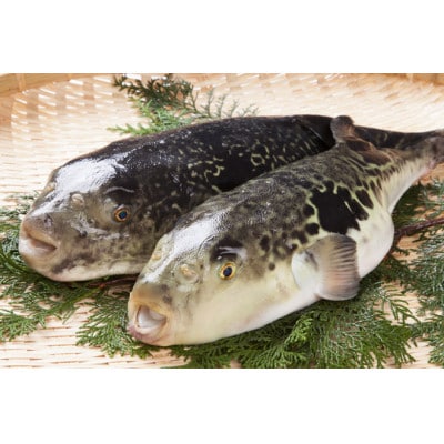 天然とらふぐちり鍋セット(600～700g)千葉県大原産【配送不可地域：離島】: いすみ市ANAのふるさと納税｜ANAのマイルが「使える」