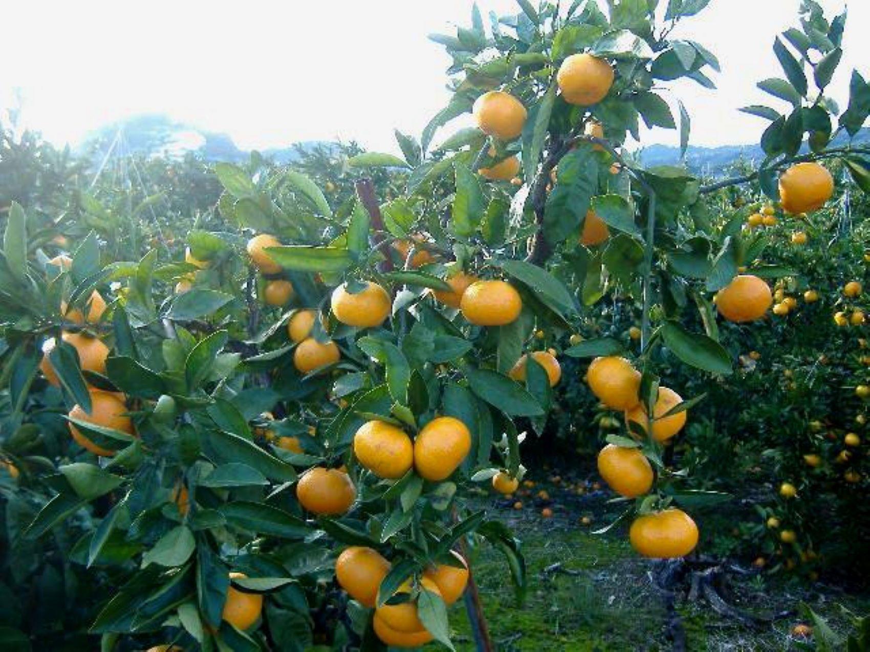 紀州有田みかん 約10kg サイズおまかせ(L・М・S・2S)いずれかお届け 【SL38】: 那智勝浦町ANAのふるさと納税｜ANAのマイルが「貯まる」