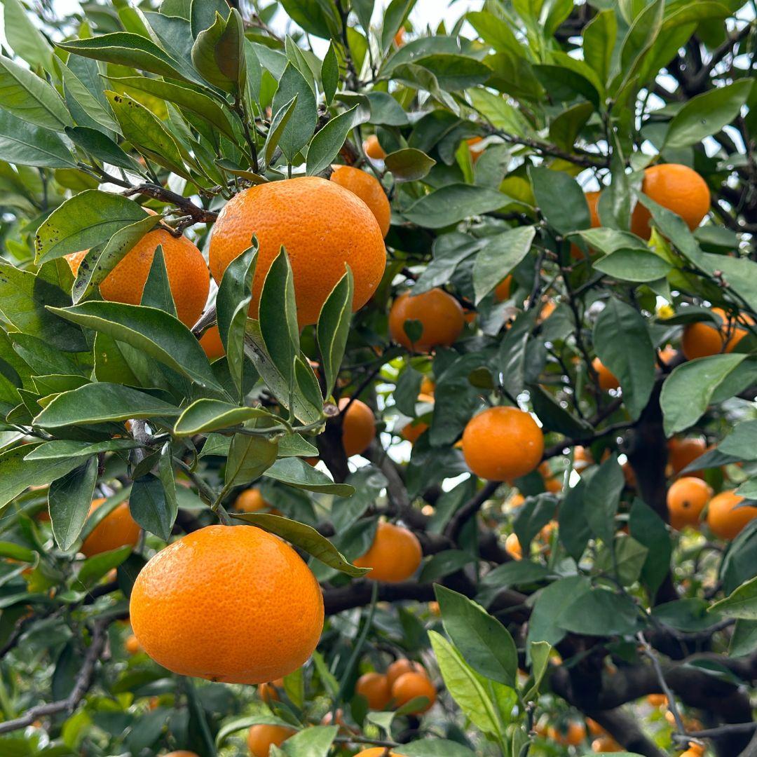 和歌山県海南市産みかん 良品 約5kg（サイズ2S～2L）【red6】: 那智勝浦町ANAのふるさと納税