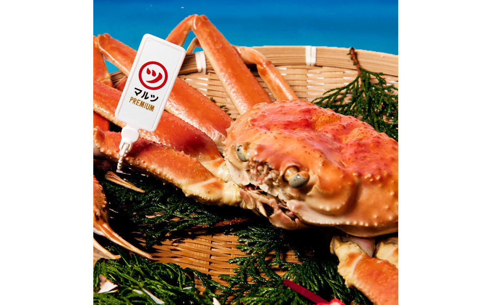 【1月～5月発送】【蟹セレブ】ズワイガニ（紅ズワイガニ）特大2杯（600～700g×2）: 三朝町ANAのふるさと納税｜ANAのマイルが「使える」