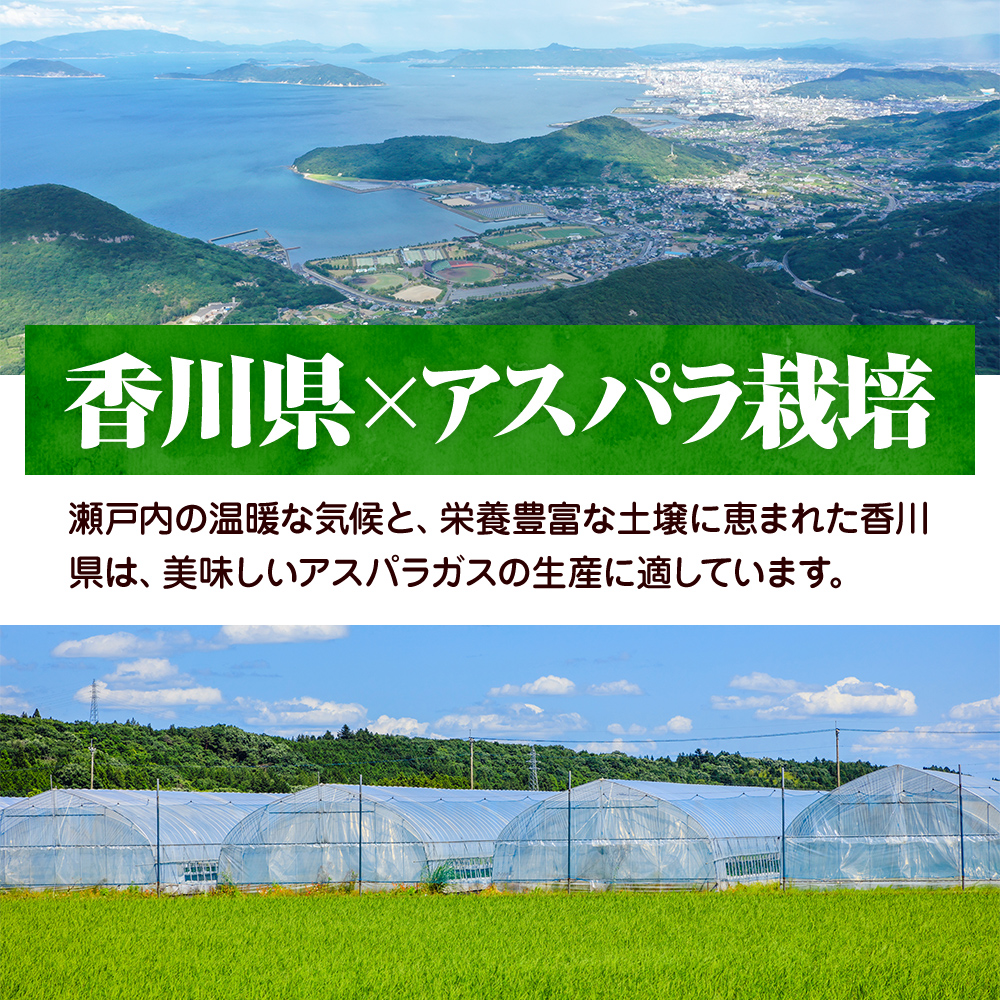アスパラガス【さぬきのめざめ】3L・2Lサイズ1kg: 東かがわ市ANAのふるさと納税｜ANAのマイルが「貯まる」