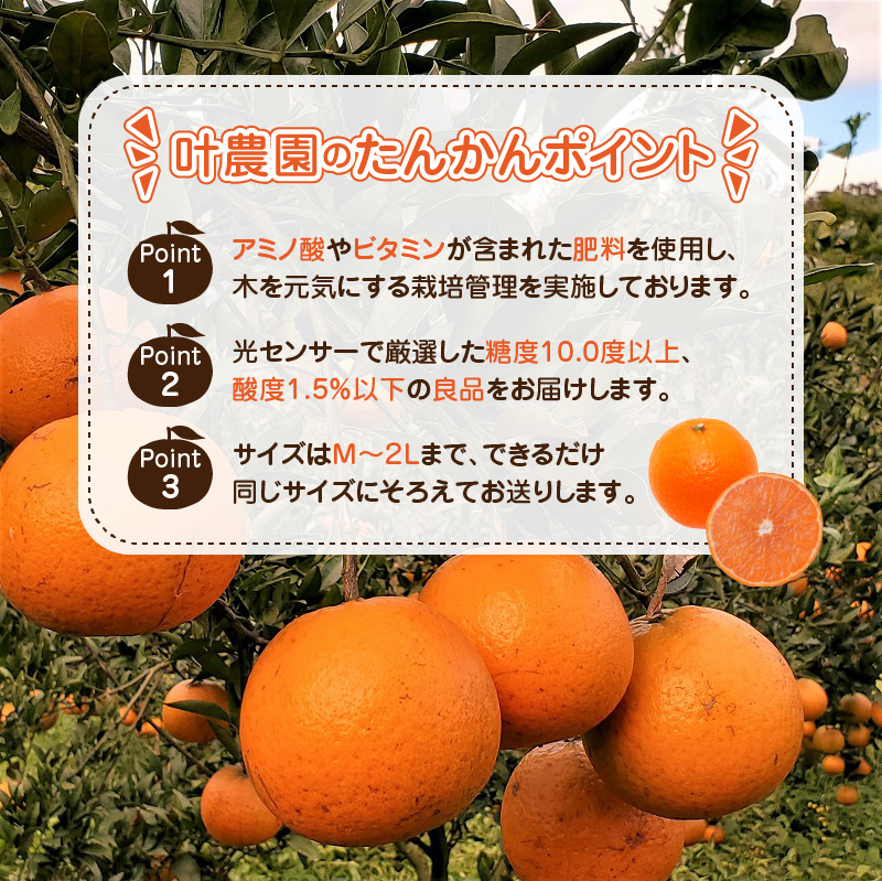 【2026年先行予約】奄美タンカン 良品 5kg（2L～Mサイズ） A074-001: 奄美市ANAのふるさと納税｜ANAのマイルが「使える」